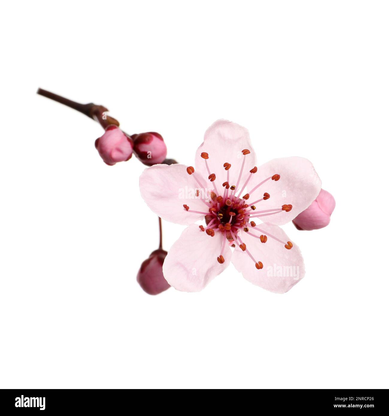 Fiori di ciliegio rosa chiaro Immagini senza sfondo e Foto Stock ...