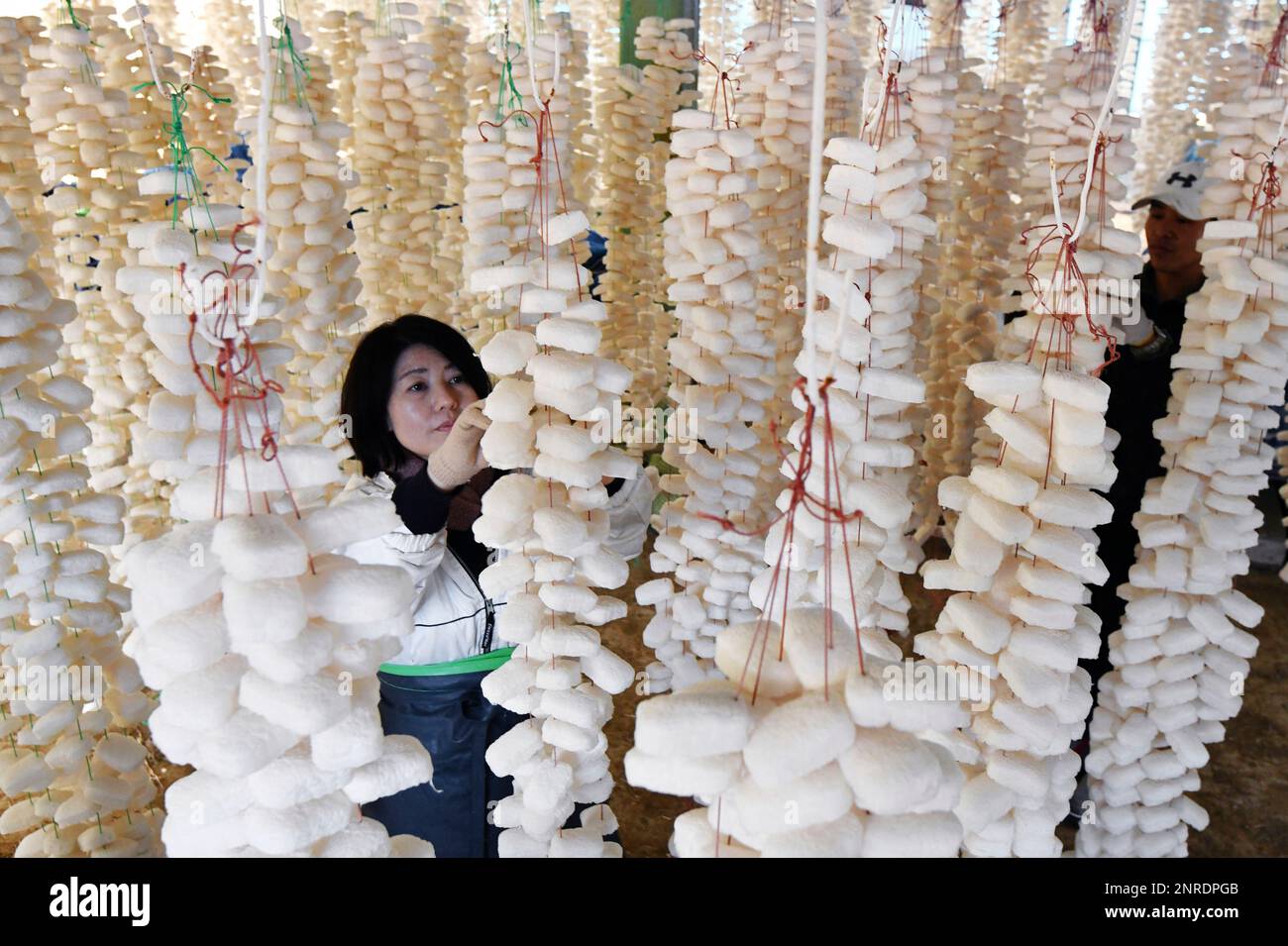 A photo shows frozen konjac hung to freeze in Taka Town, Hyogo ...