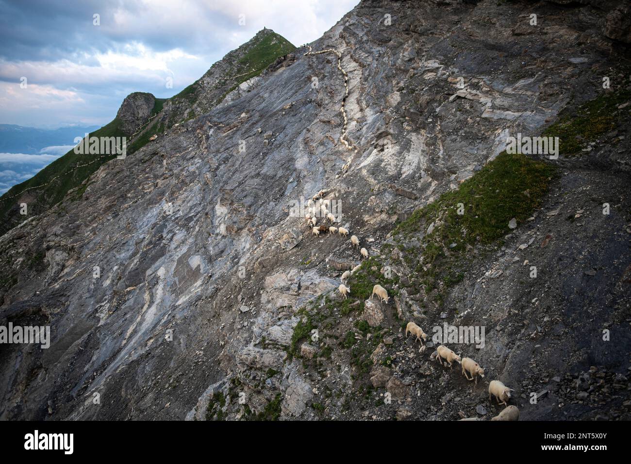 A flock of sheep crosses alpine terrain in Flaesch, Switzerland ...