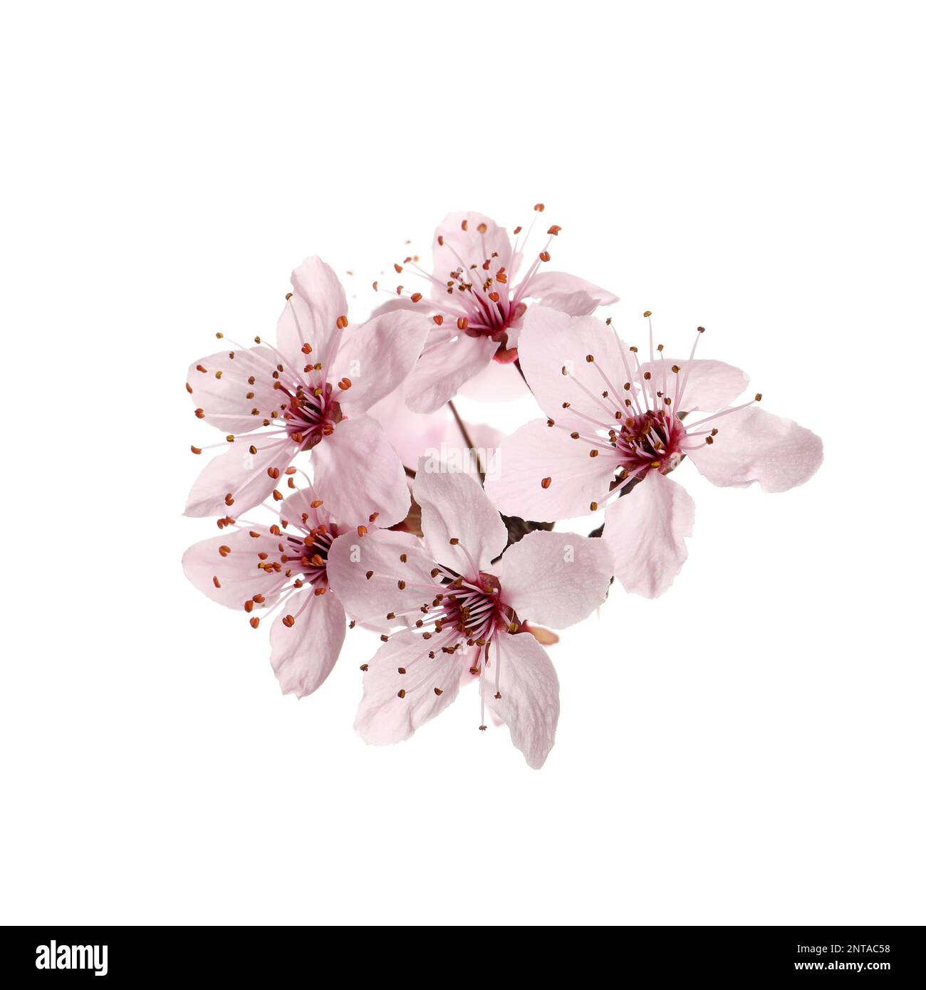 Fiori di ciliegio rosa chiaro Immagini senza sfondo e Foto Stock ...