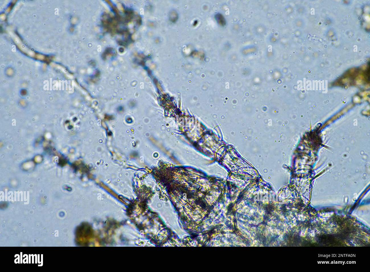 microrganismi del suolo compresi nematode, microartropodi, micro artropodi, tardigrado e rotifer ...