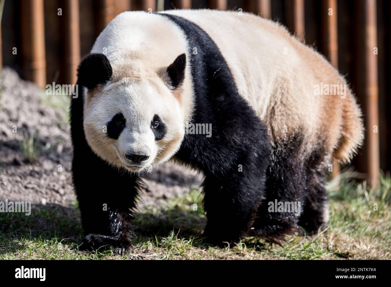 The panda Mao Sun in the new enclosure in Copenhagen Zoo, Wednesday ...