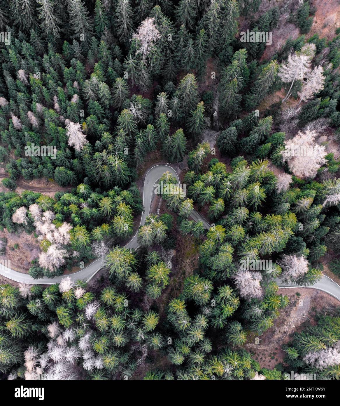 Kurven durch den wald immagini e fotografie stock ad alta risoluzione ...