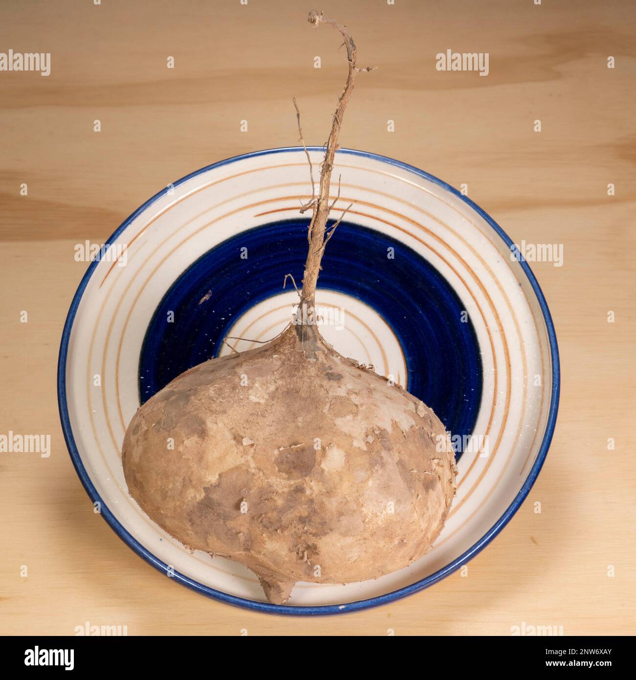 Rapa messicana immagini e fotografie stock ad alta risoluzione - Alamy