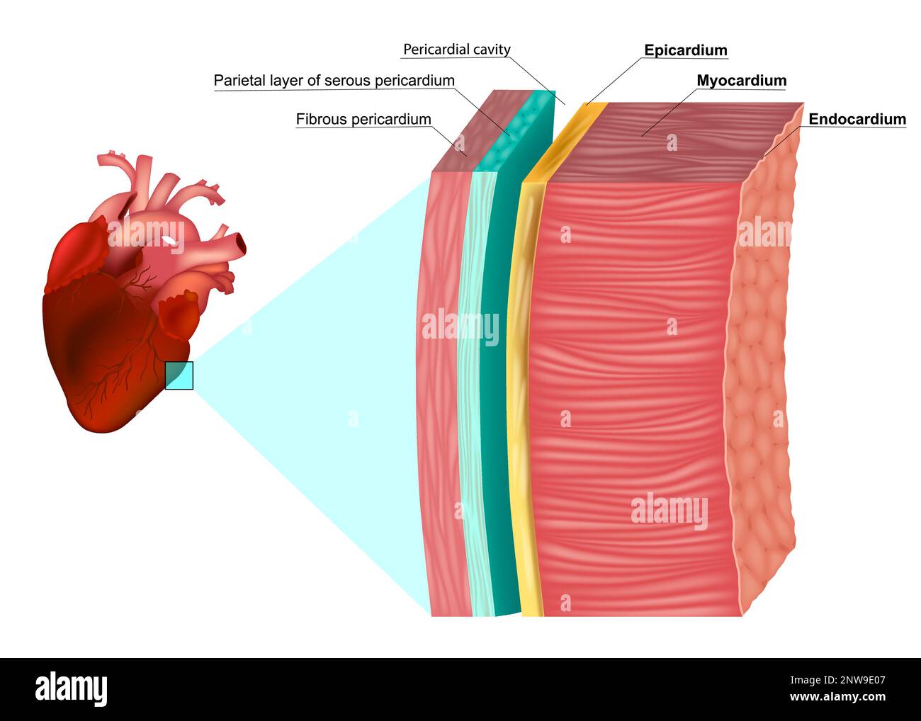 Gli strati dell'anatomia della parete cardiaca. Miocardio, epicardio, endocardio e pericardio ...