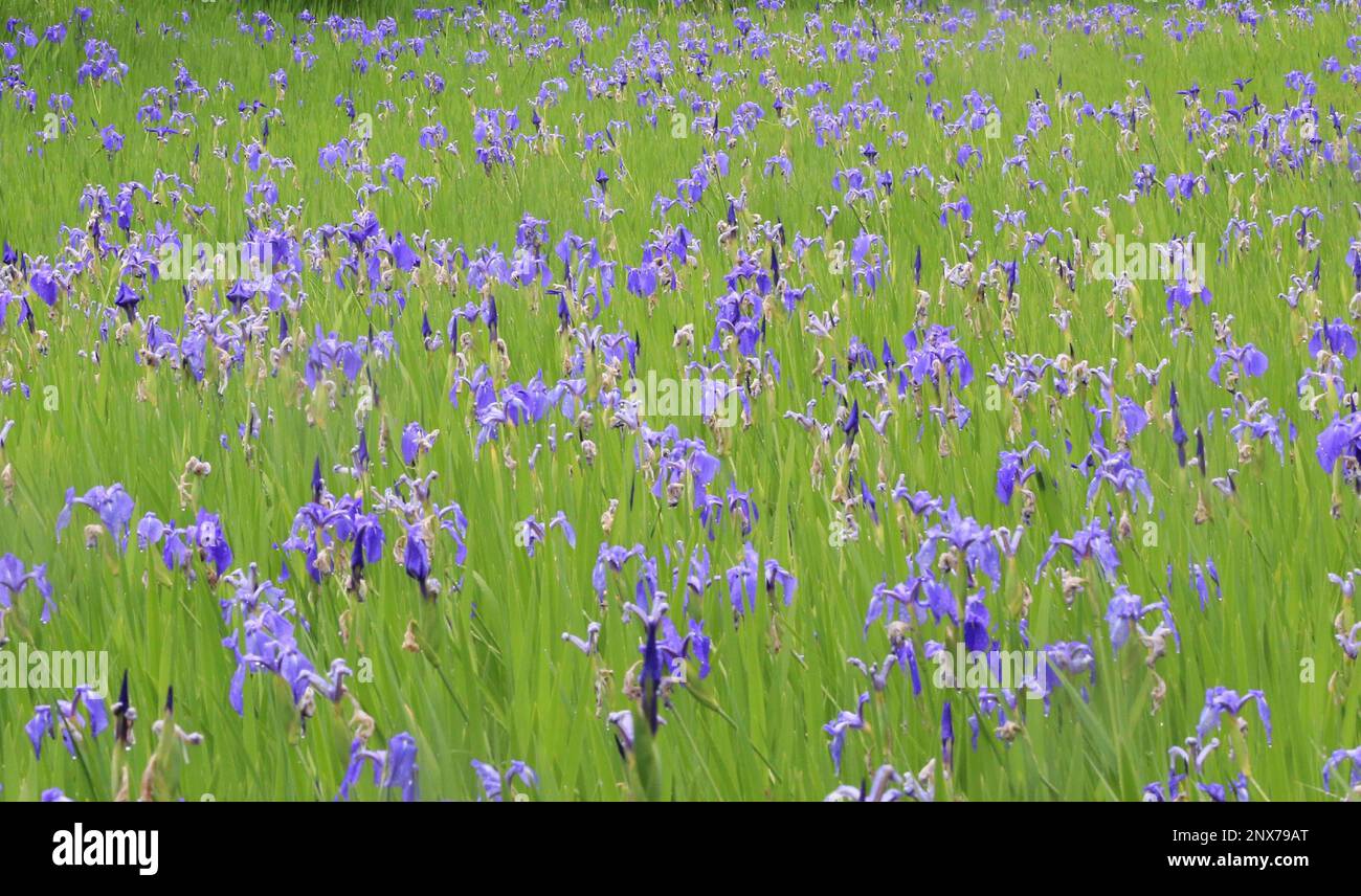 Rabbit Ear Irises are in full bloom at Ota Jinja Shirine, an auxiliary ...
