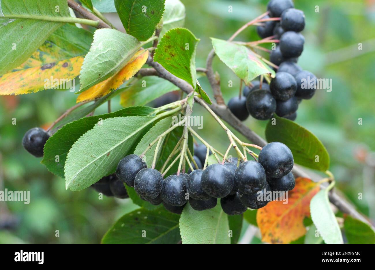 Aronia melanocarpa black chokeberry fruit food fruits immagini e fotografie stock ad alta ...