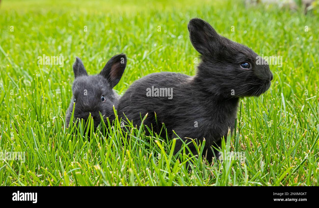 Zierlicher charme immagini e fotografie stock ad alta risoluzione - Alamy