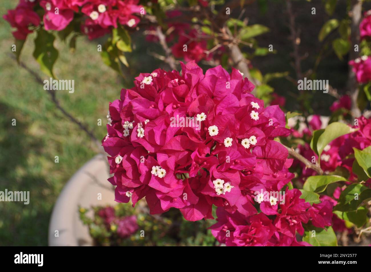 Hot pink bougainvillea immagini e fotografie stock ad alta risoluzione ...