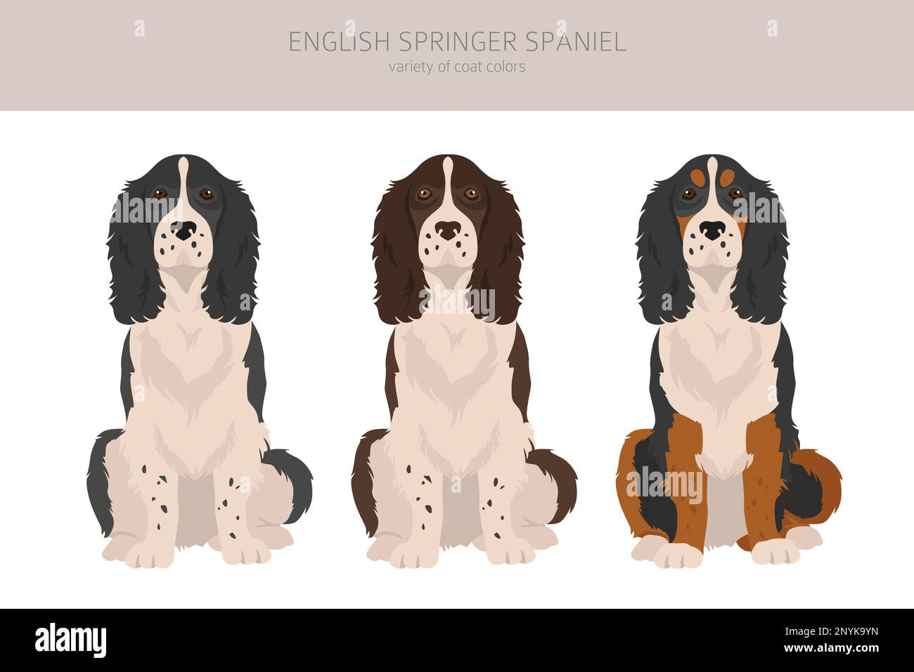 English springer spaniel Immagini Vettoriali Stock - Alamy