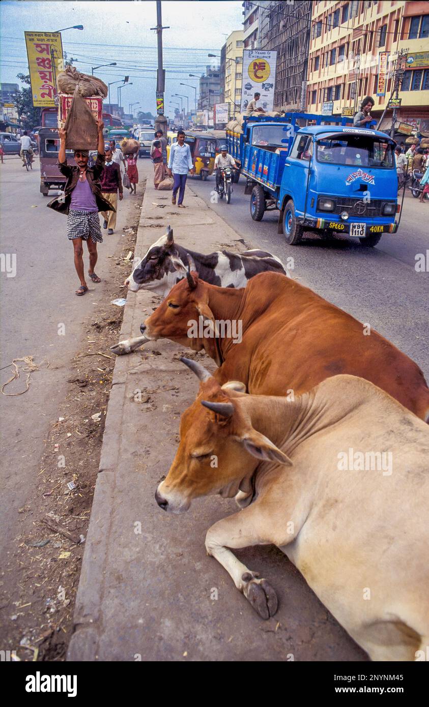 Mucche sante immagini e fotografie stock ad alta risoluzione - Alamy