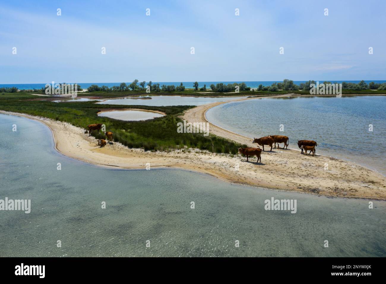 Mandria di mucche sulla spiaggia immagini e fotografie stock ad alta ...