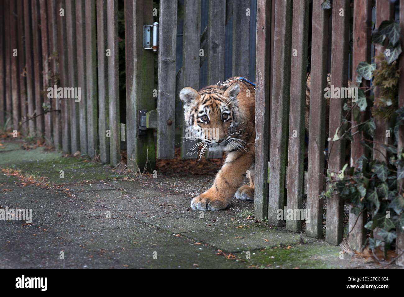 In this Jan. 9, 2017 photo four-month-old tiger baby girl Elsa looks ...
