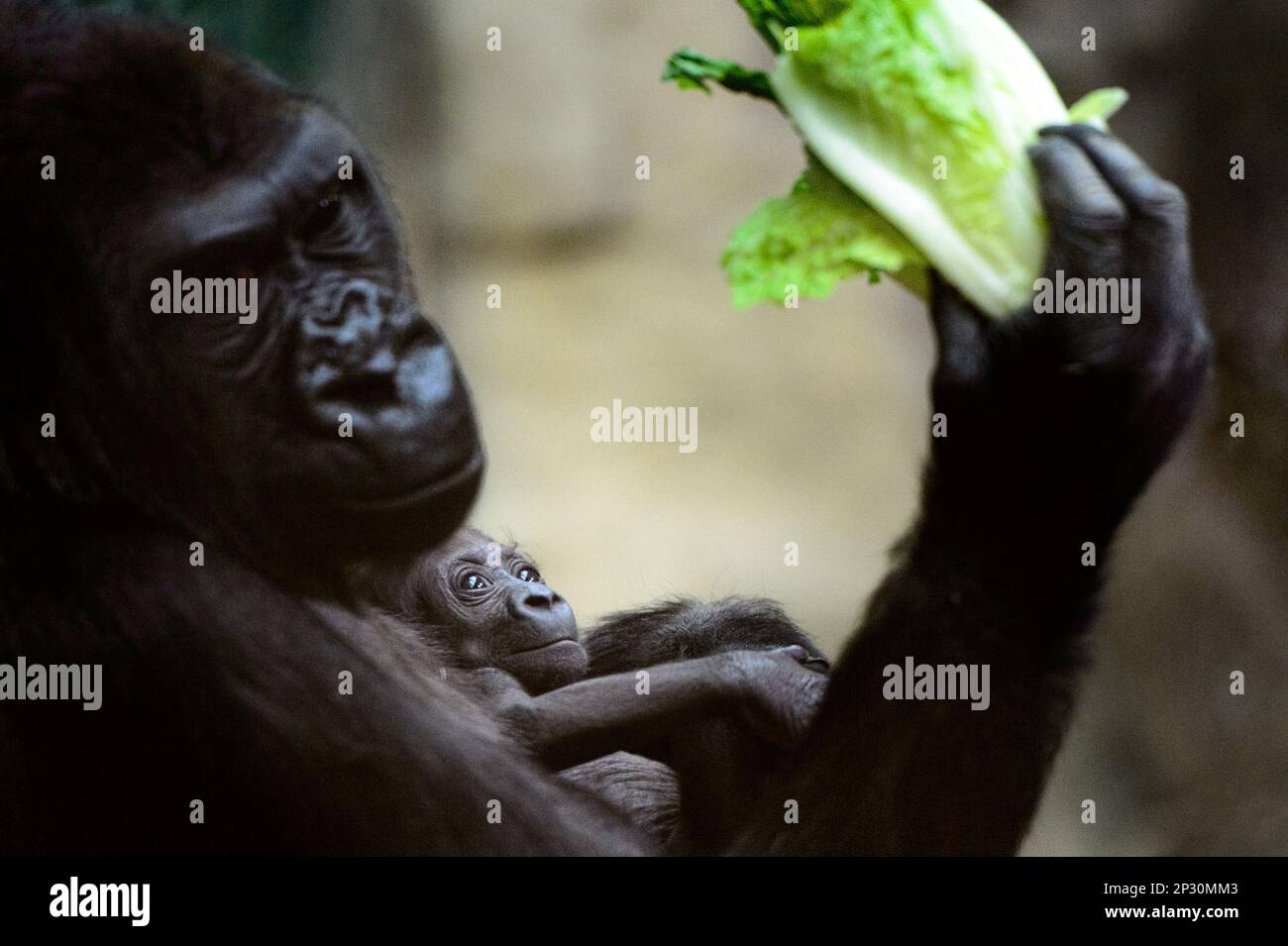 Baby Arlene is held by her mother Dara at the Como Zoo on Friday, May 8 ...