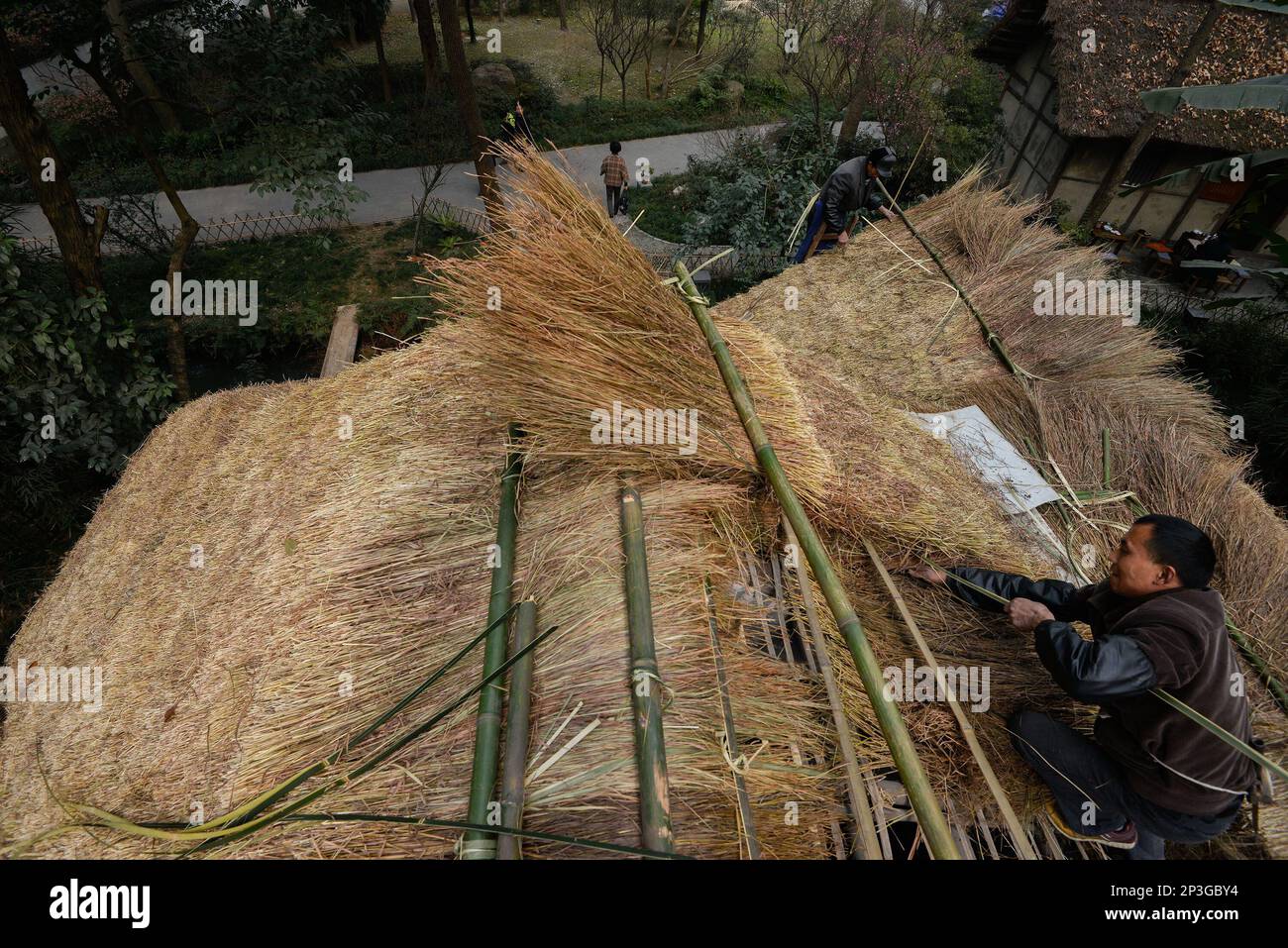 Craftsmen use thatches to repair a cottage at the Du Fu Thatched ...