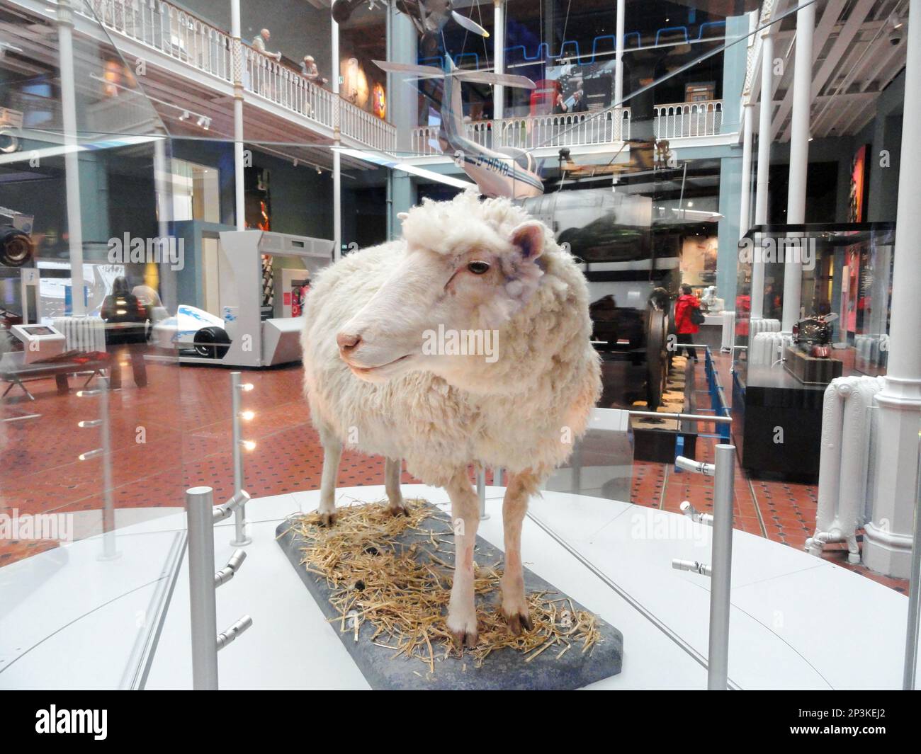Dolly la pecora immagini e fotografie stock ad alta risoluzione - Alamy
