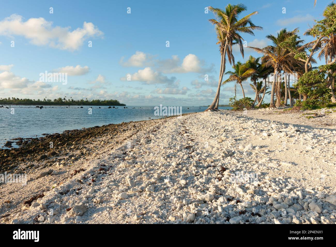 Spiaggia dell'isola del Pacifico meridionale con palme caratteristiche ...