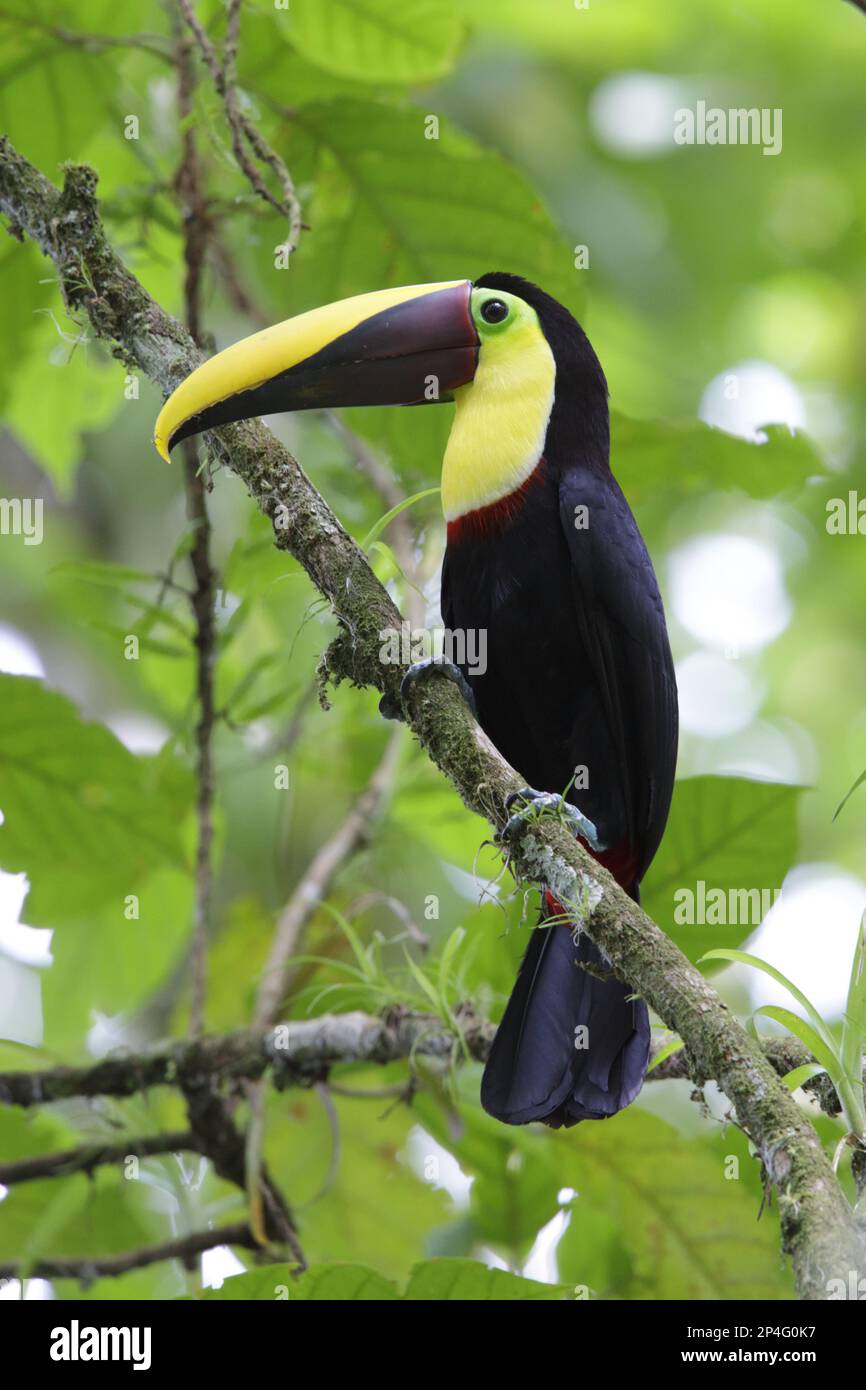 Ramphastos swaissonii, toucan con fattura gialla, toucan con fattura ...