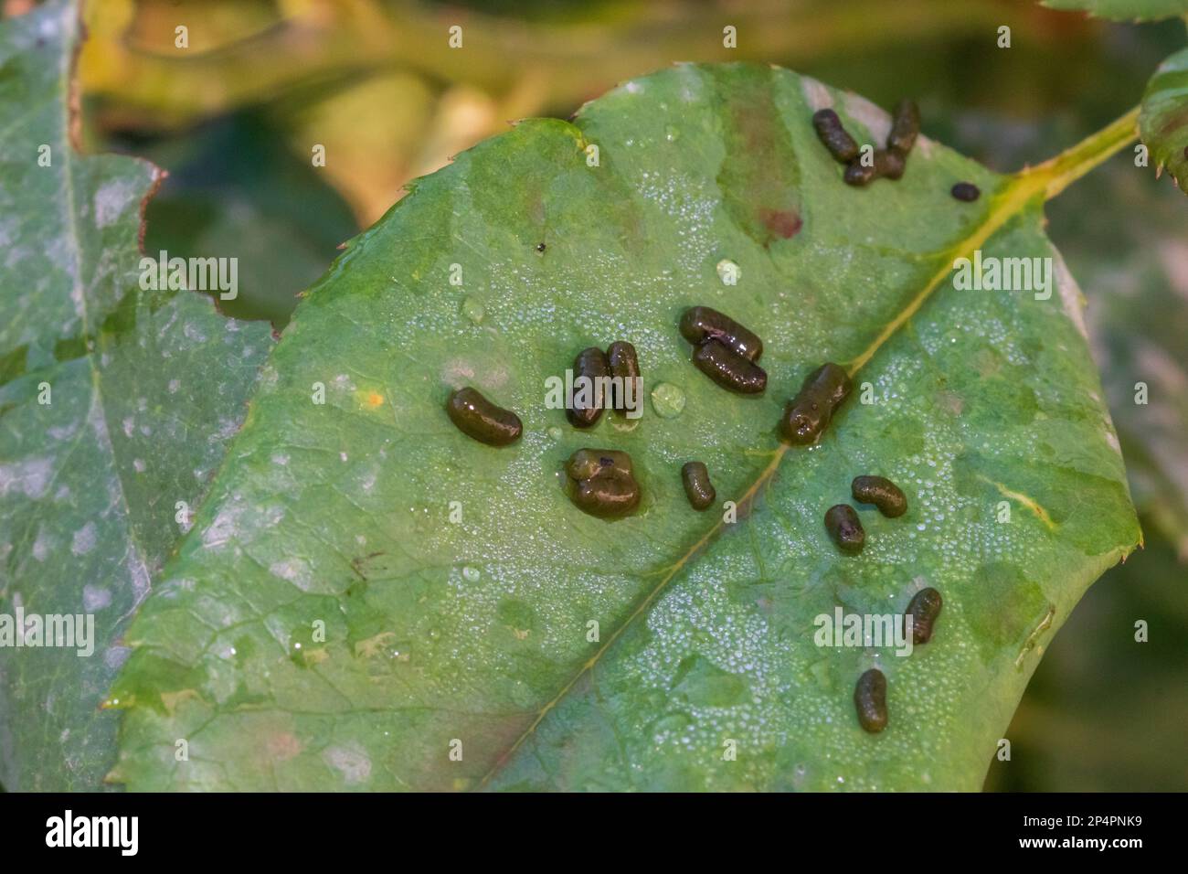 Escrementi di insetti immagini e fotografie stock ad alta risoluzione ...