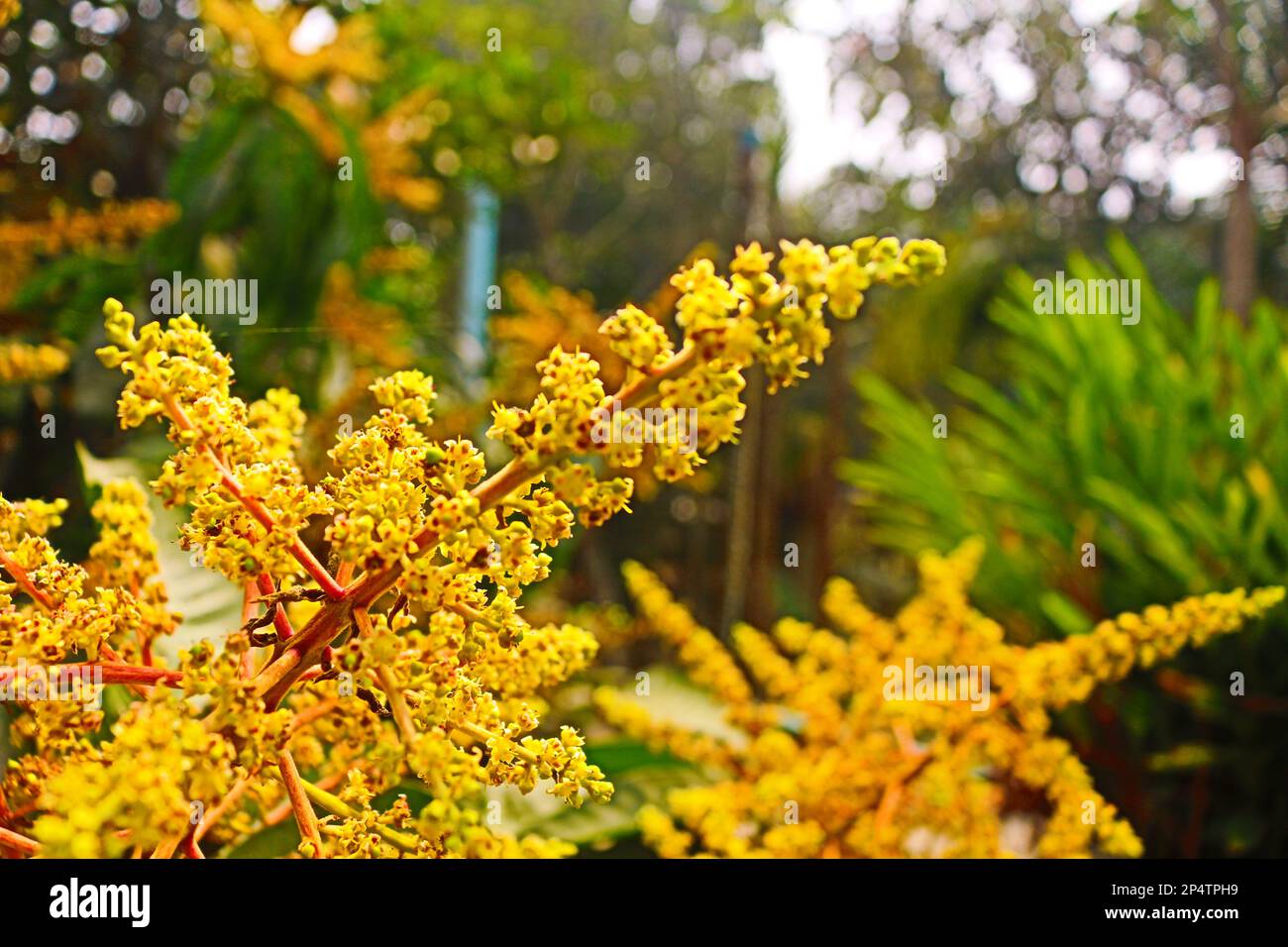 Fiore di mango immagini e fotografie stock ad alta risoluzione - Alamy