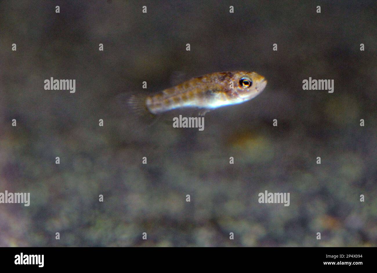 A two-week-old Devil's Hole pupfish swims freely in an aquarium at the ...