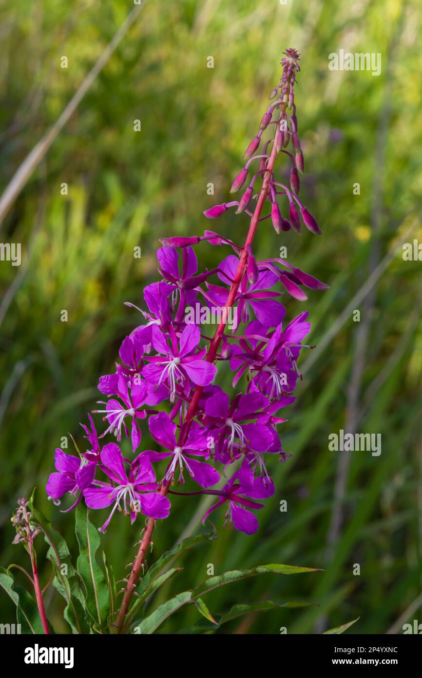 Ivan chai immagini e fotografie stock ad alta risoluzione - Alamy