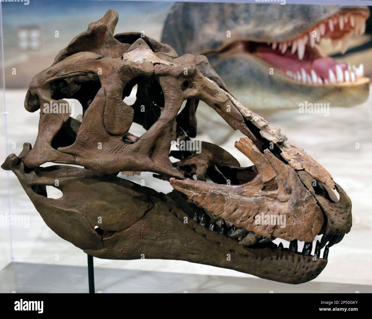 Skull with original bones of a new species of tyrannosaur unearthed in ...