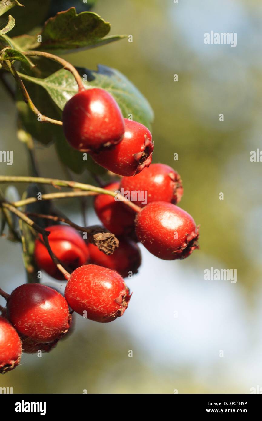 Vogelbeere sorbus aucuparia immagini e fotografie stock ad alta ...