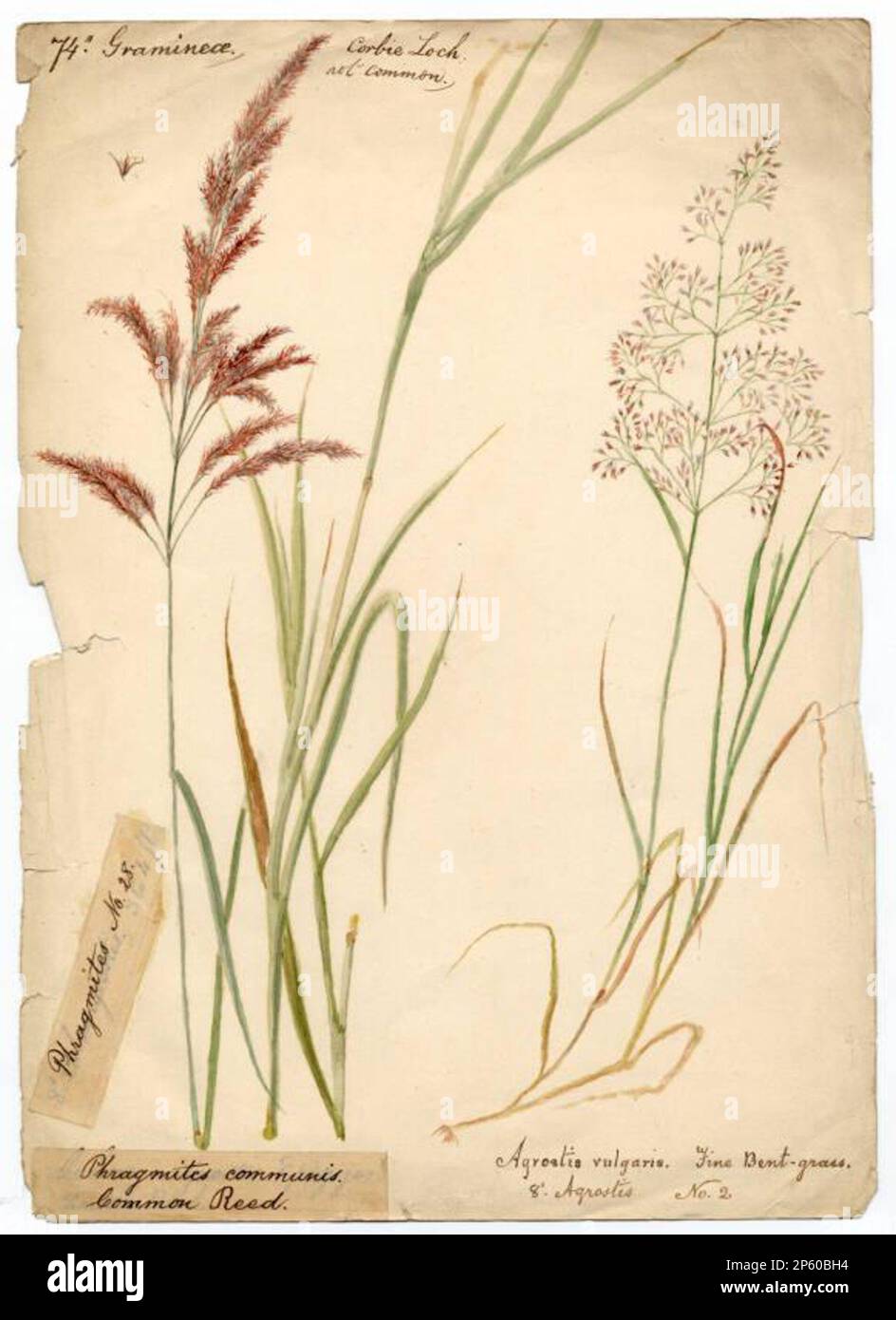 Common bent grass immagini e fotografie stock ad alta risoluzione - Alamy
