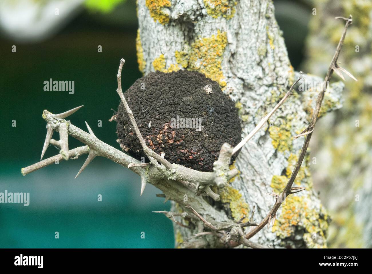 Patologia forestale (fitopatologia). Mela di gall. Tumore batterico di ...