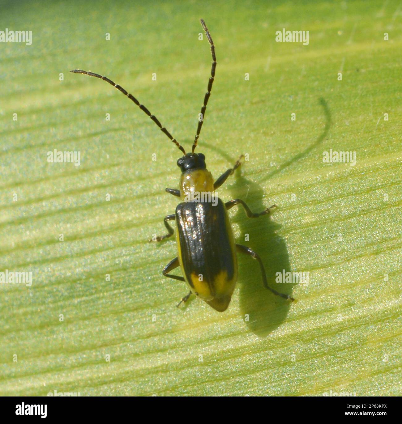 Sulla pianta è un insetto nocivo - scarabeo di mais occidentale ...
