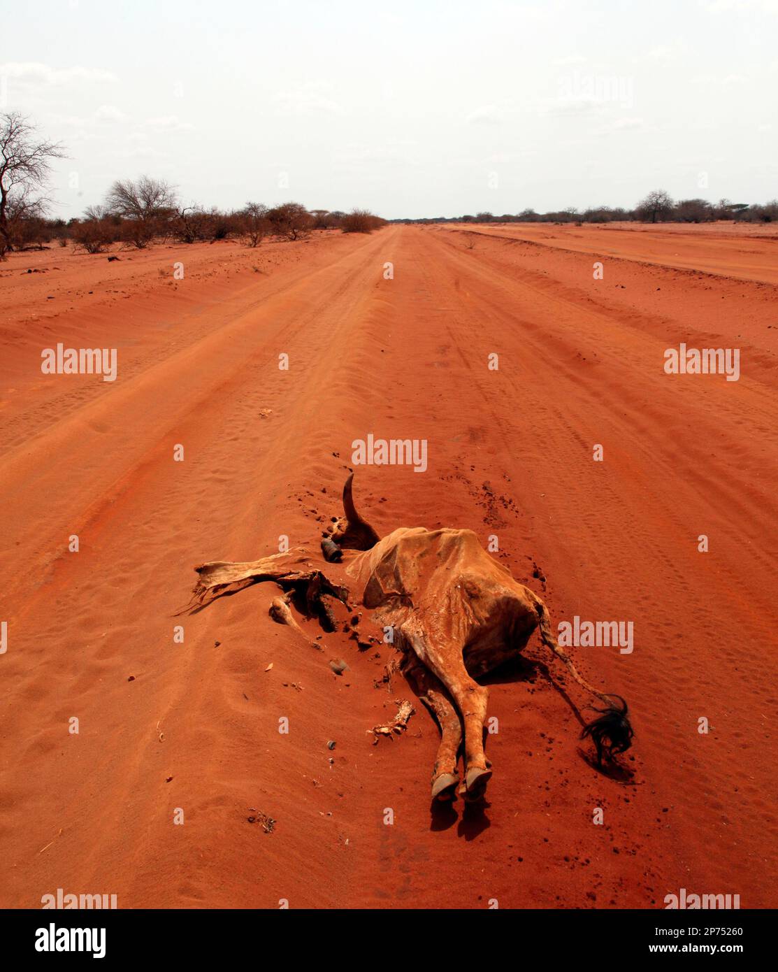 A carcass of an animal lies on an empty road, near Lagbogal, 56 ...