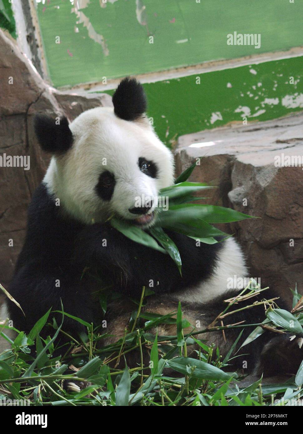FILE PHOTO taken on Aug. 21, 2009 shows Giant panda Ming Ming eating ...