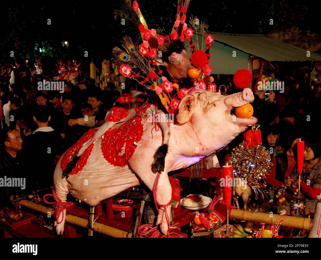 Villagers display big pigs during the traditional big pig contest at ...