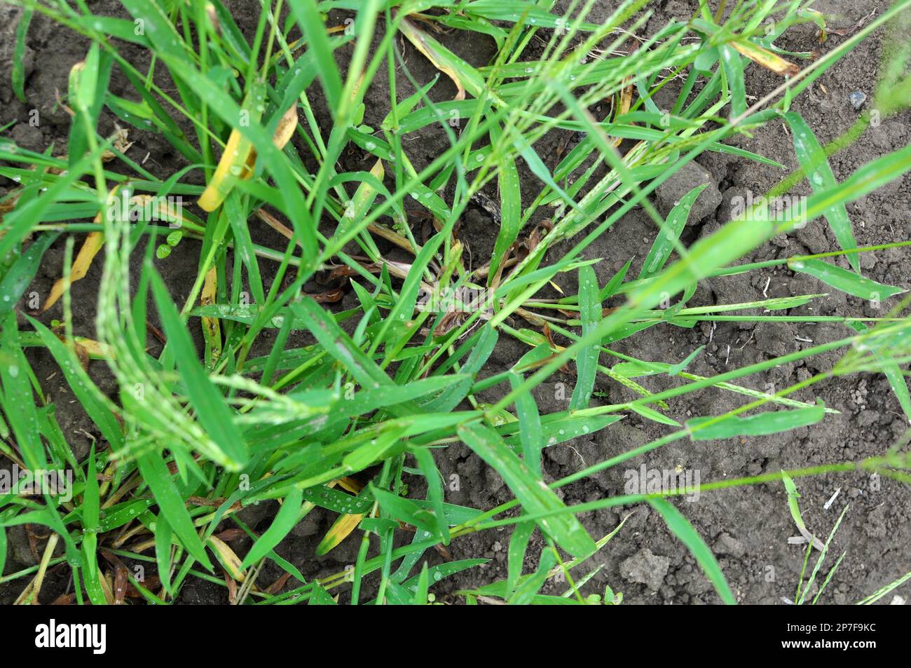 In natura, la Digitaria sanguinalis cresce nel campo come un'erbaccia ...