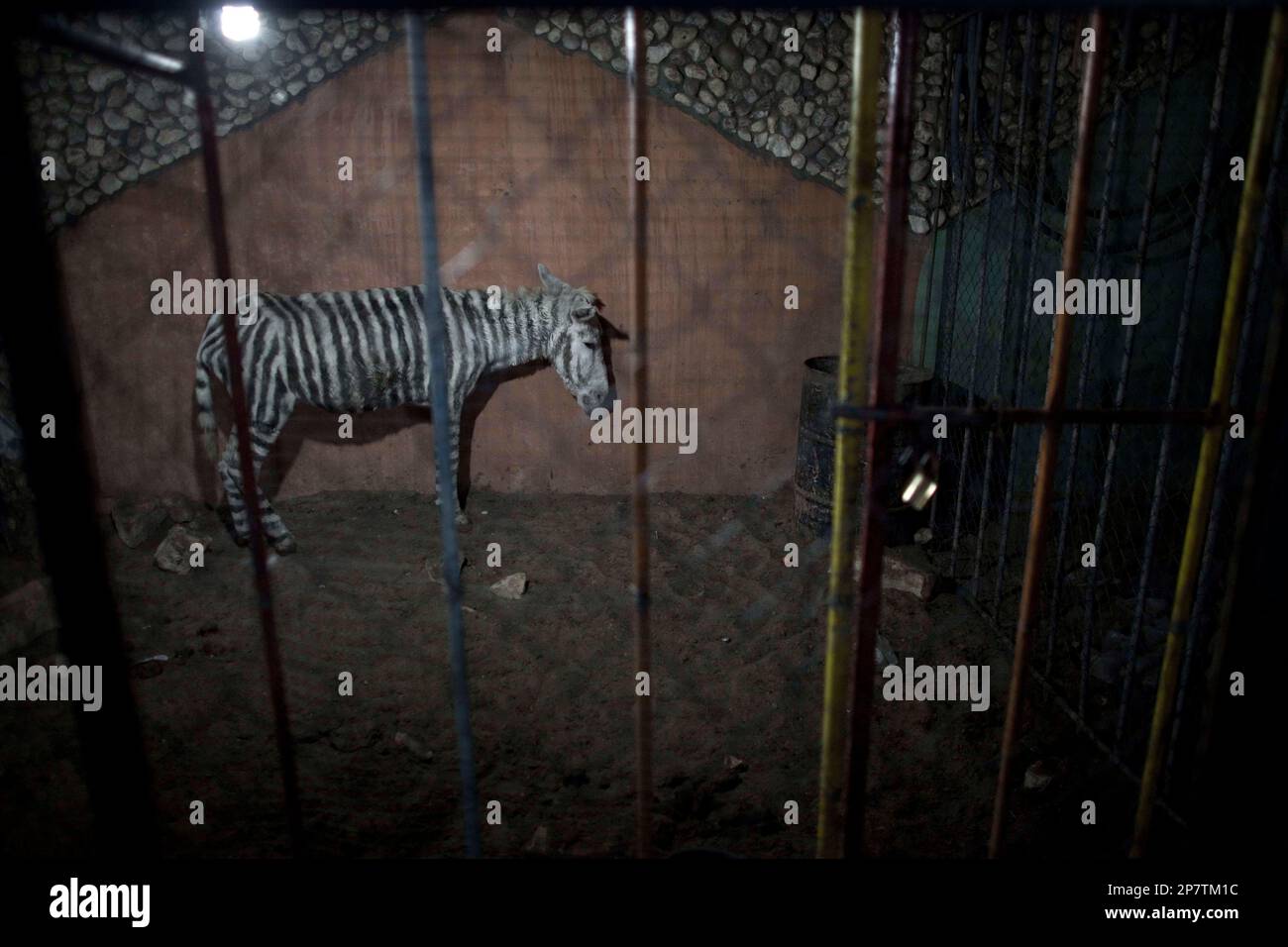 In this picture taken Saturday, Nov. 7, 2009, a donkey painted to ...