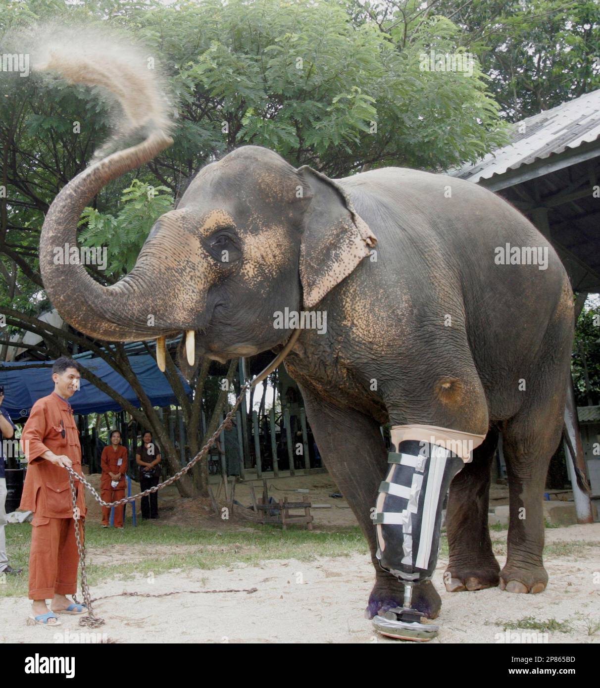 Motola, a 48-year-old female elephant who lost part of her left front ...