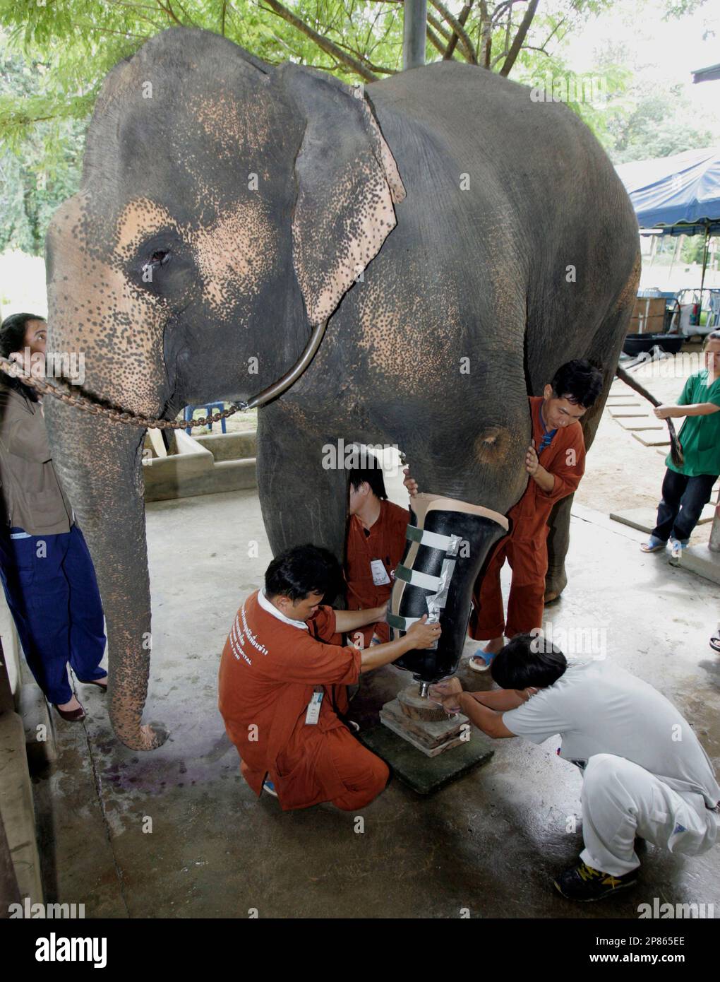 Elephant keepers help a staff member from Protheses Foundation, bottom ...