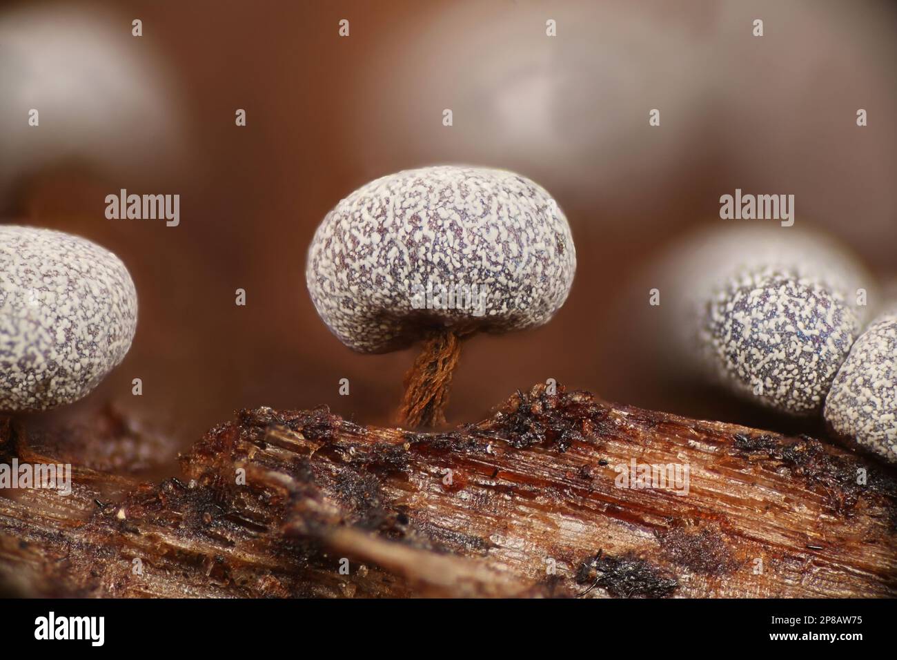 Physarum leucophaeum immagini e fotografie stock ad alta risoluzione ...