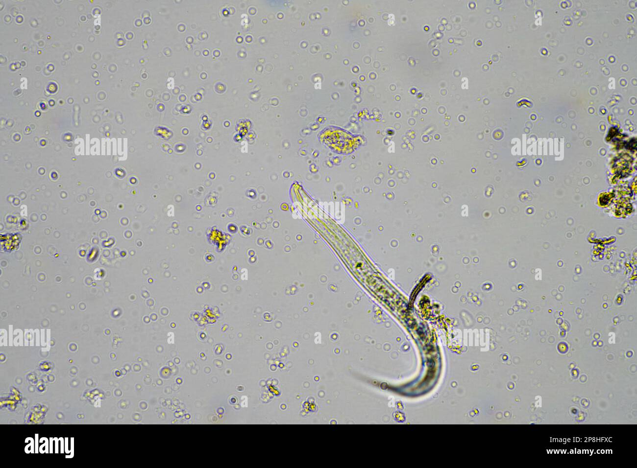 microorganismi e biologia del suolo, con nematodi e funghi al ...