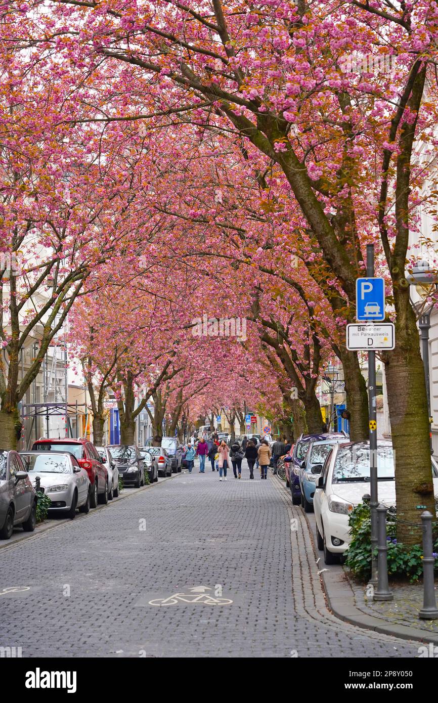 Cattedrale di bonn immagini e fotografie stock ad alta risoluzione - Alamy