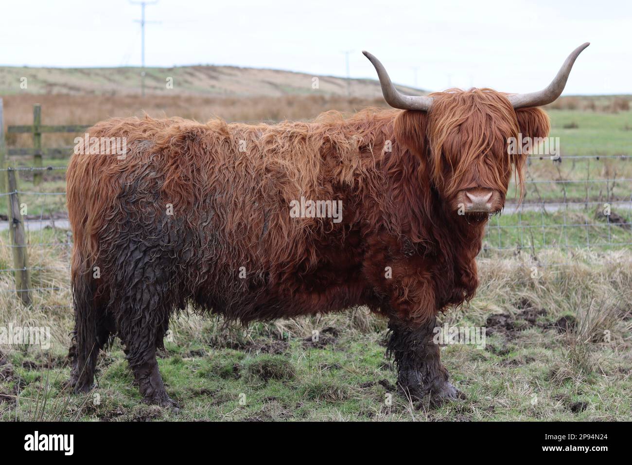 Mucca con grandi corna immagini e fotografie stock ad alta risoluzione ...
