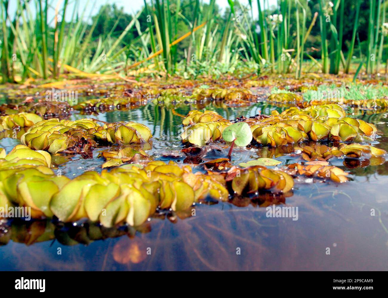 ** FILE **Water grasses grow behind clumps of giant salvinia with their ...