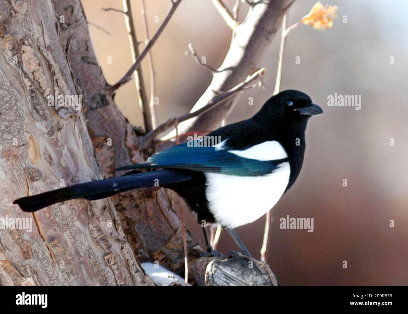 ** ARCHIV ** Eine Elster sitzt am 3. Nov. 2006 in einem Baum in ...