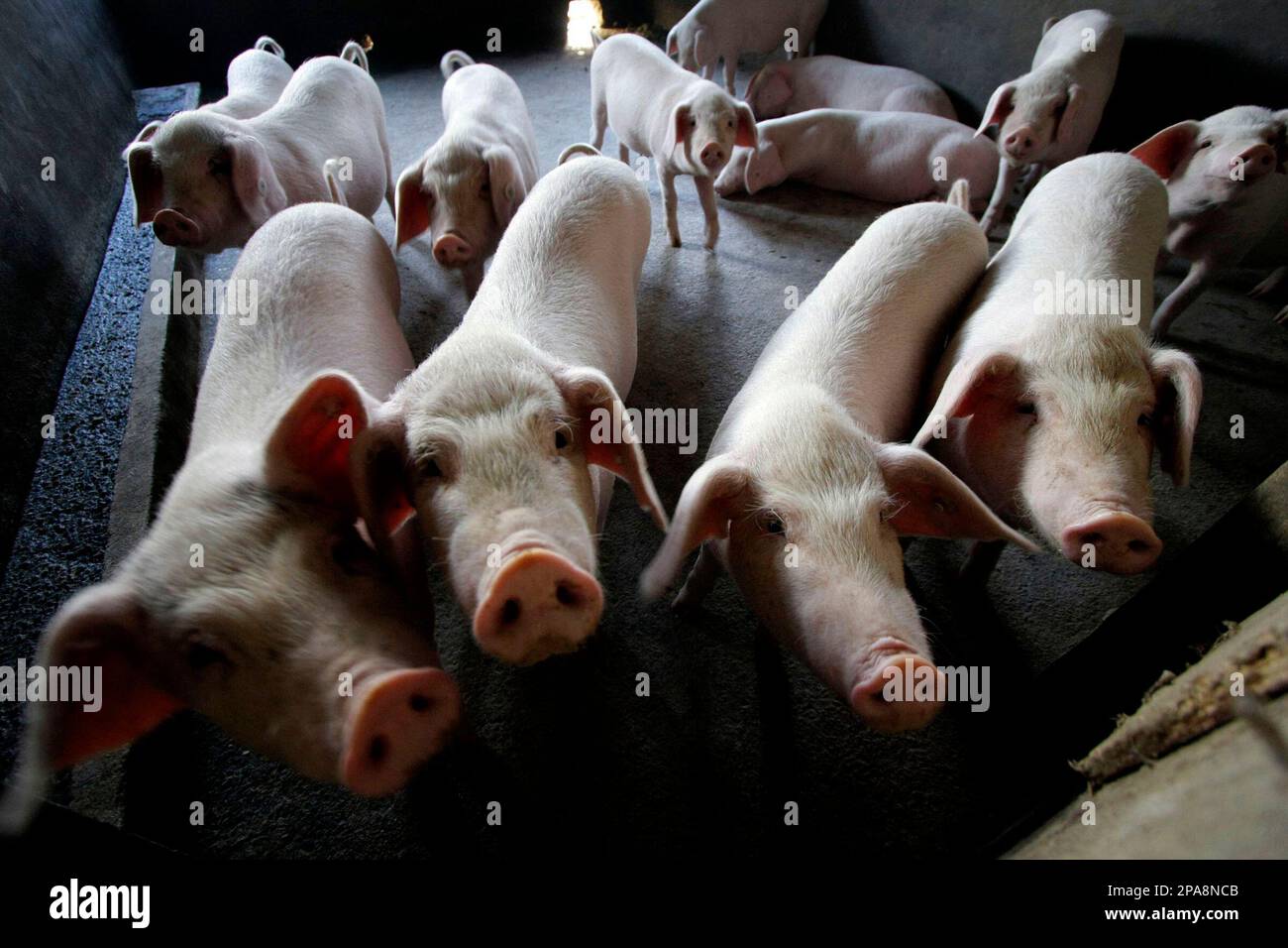 Pigs are breed at a pig farm Thursday, March 14, 2008 at Longtan ...