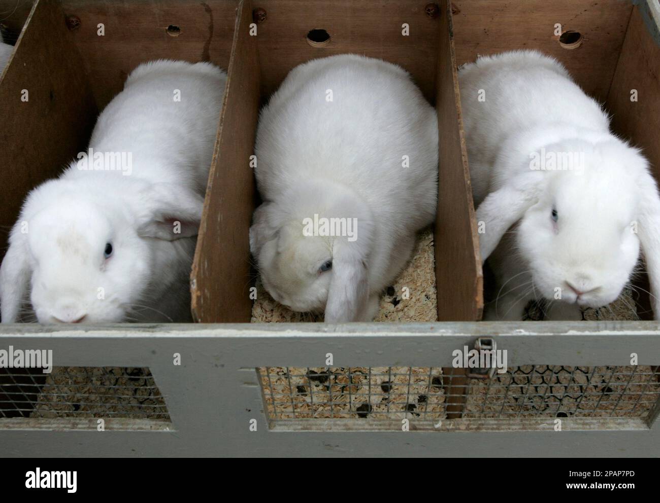 Drei Kaninchen der Rasse "Deutsche Kleinwidder weiss/blau" sitzen am ...