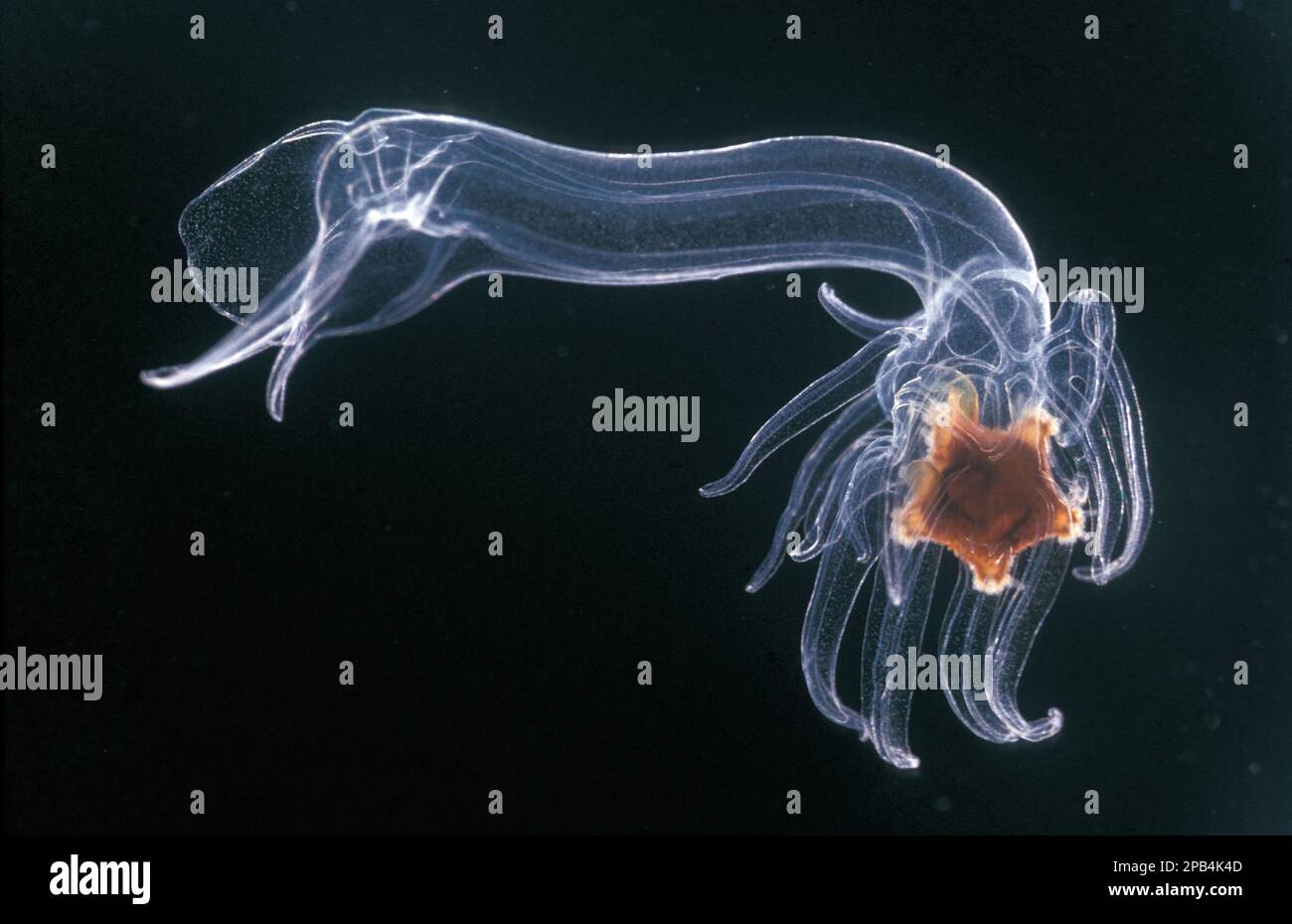 Starfish larva immagini e fotografie stock ad alta risoluzione - Alamy