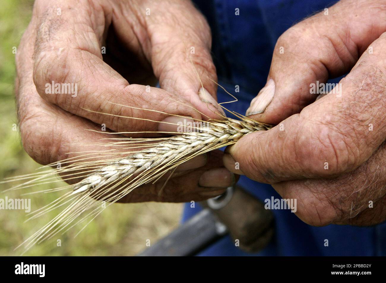 Franz-Joseph Reichenbach tetest am Mittwoch, 11.Juli 2007, eine Aehre ...