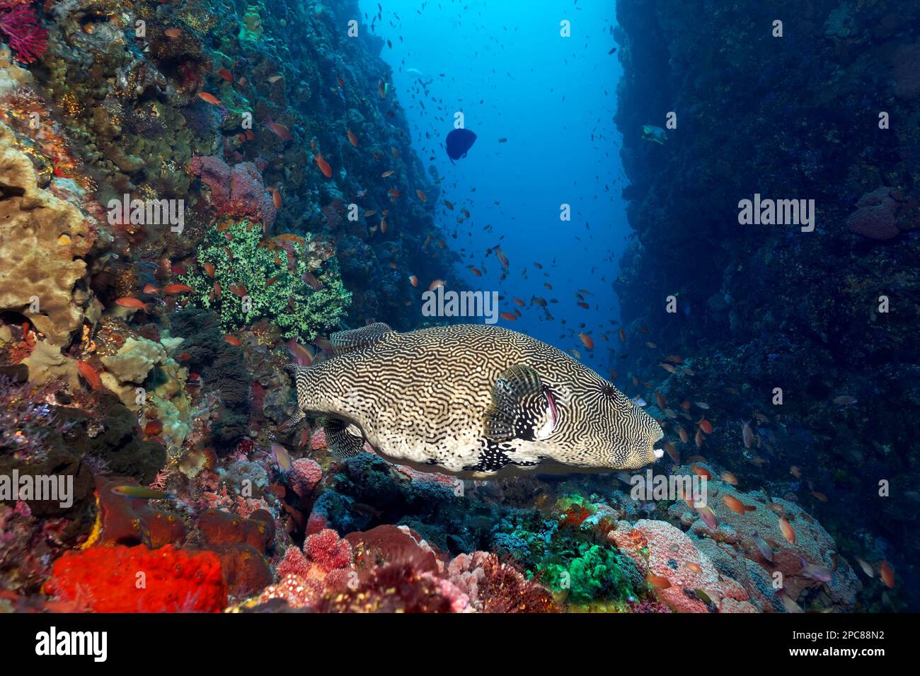 Mappa puffer (Arothron mappa), anche mappa pufferfish, incisione ...