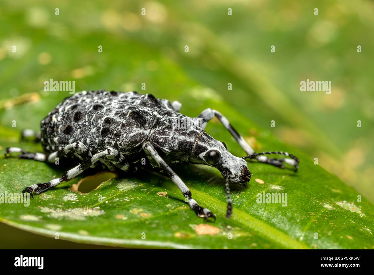 Fungus weevil (Tophoderes anulatus), bug nero, scarabeo di insetto ...